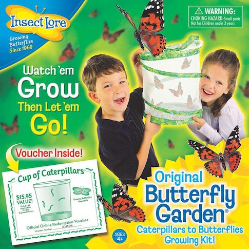 Butterfly Garden - Ms. Stephanie's Preschool